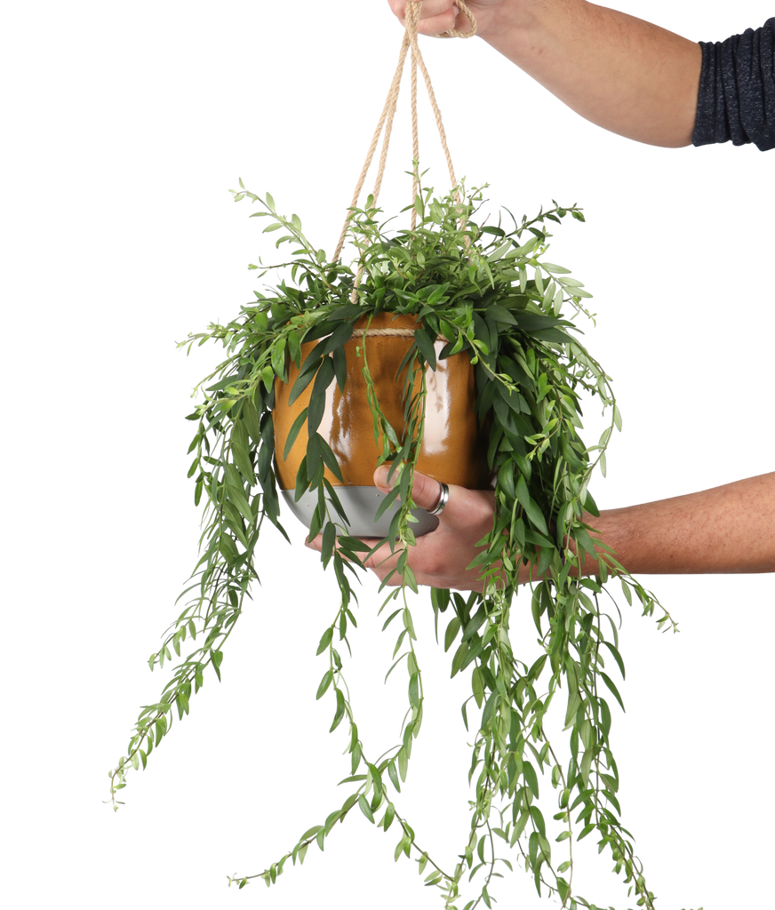 Aeschynanthus Japhrolepis (Lippenstiftplant) kopen | Plantsome