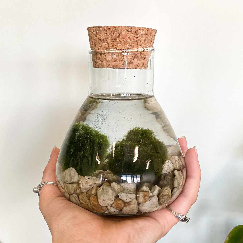 Zo verzorg je een Marimo moss ball – Plantsome