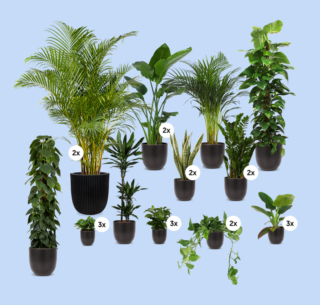 Plantenpakket “De Kantoortuin” kopen | Plantsome