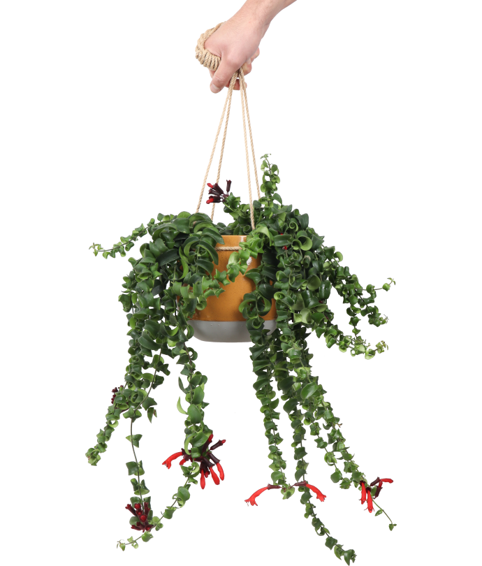 Aeschynanthus Rasta (Lipstickplant) kopen | Plantsome