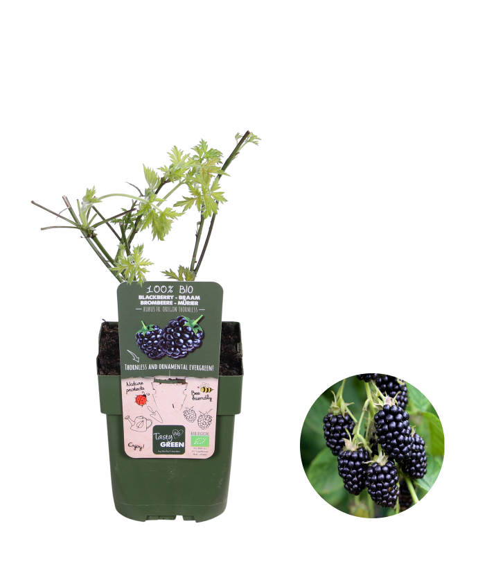 Rubus fruticosus (Zwarte braam) online kopen | Plantsome