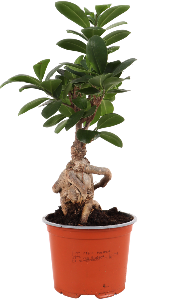 Ficus microcarpa ginseng (Chinese Vijg) | koop online bij Plantsome