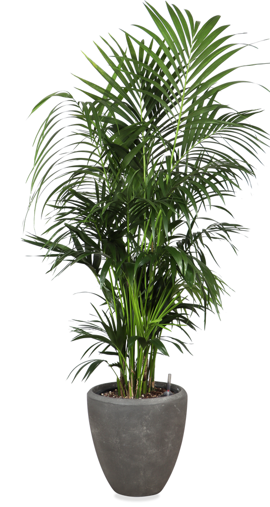 Kentia in Baq pot 190cm - Bezorgd & geïnstalleerd - Plantsome
