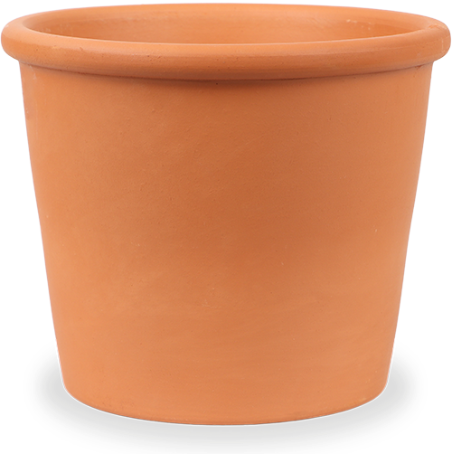 Lua (18cm) – Plantsome