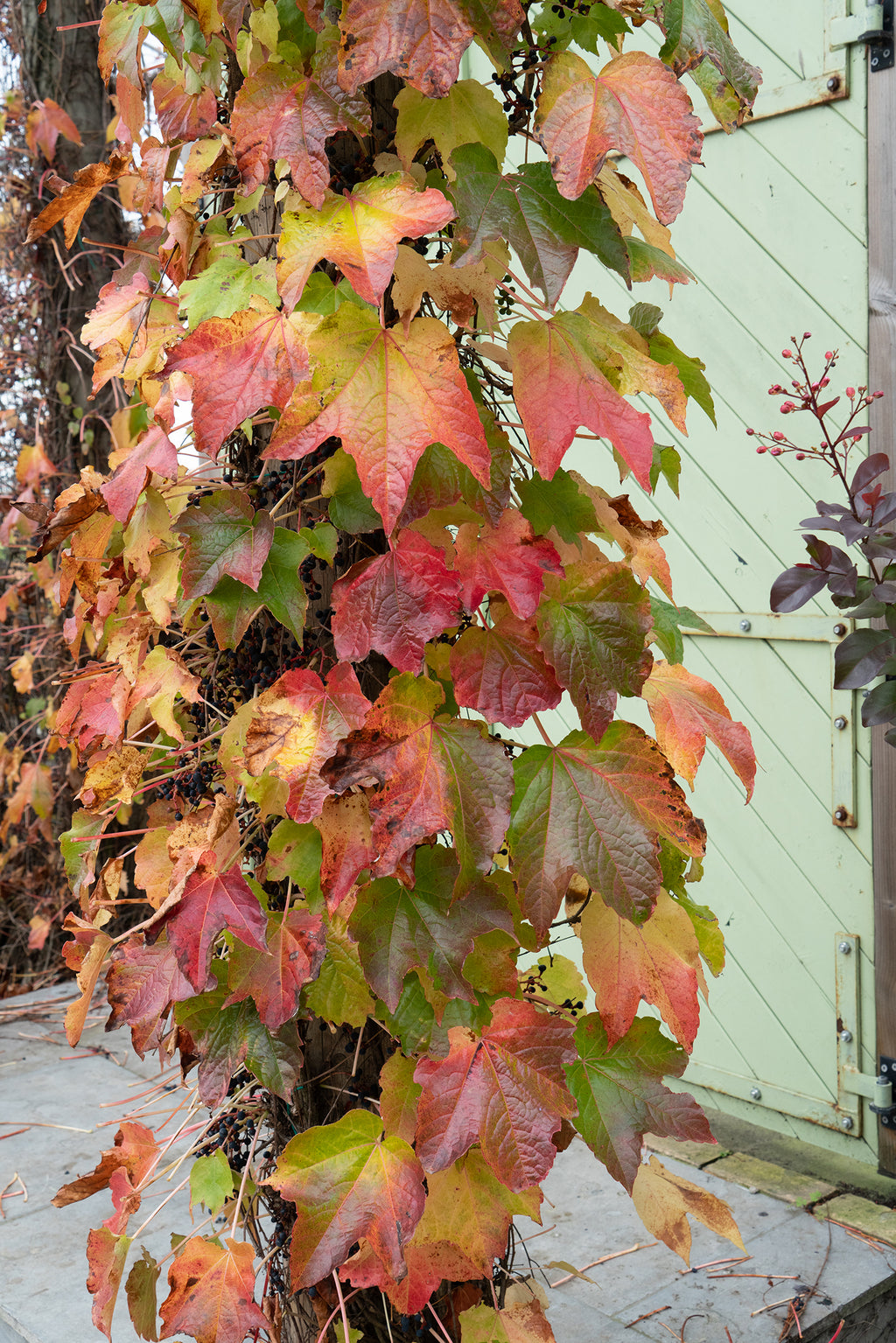 Parthenocissus Green Sprin (Wilde Wingerd) kopen | Plantsome