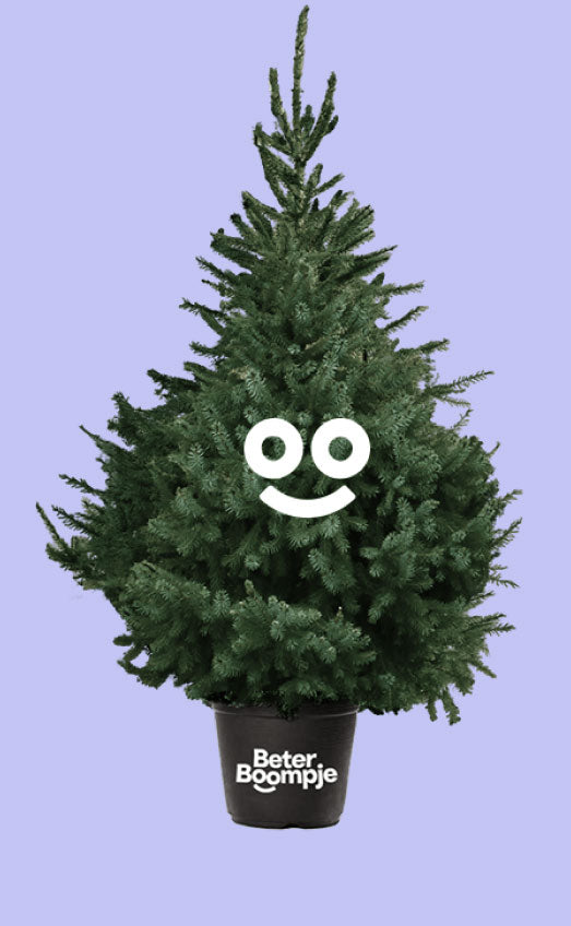 Kerstboom met kluit - 100 - 125cm - BeterBoompje x Plantsome