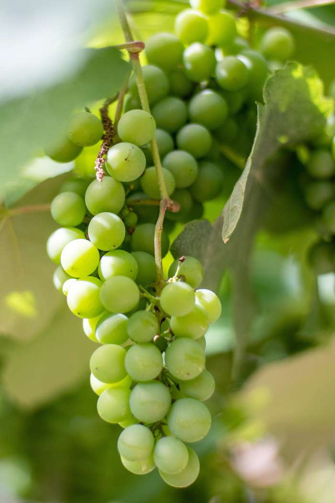 Witte druif (Vitis vinifera "Müller-Thurgau") kopen | Plantsome