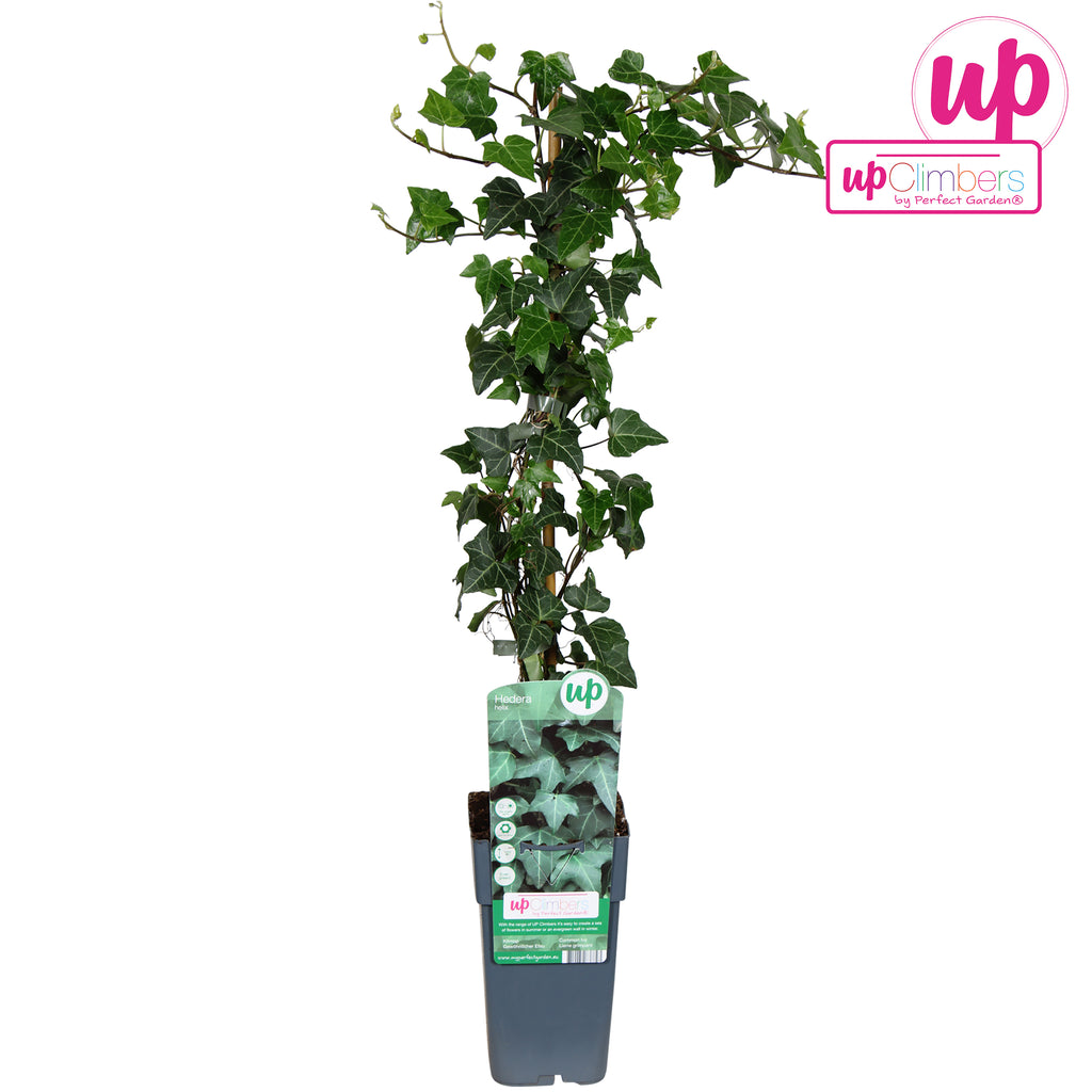 Hedera Helix Wonder (Klimop) kopen | Plantsome