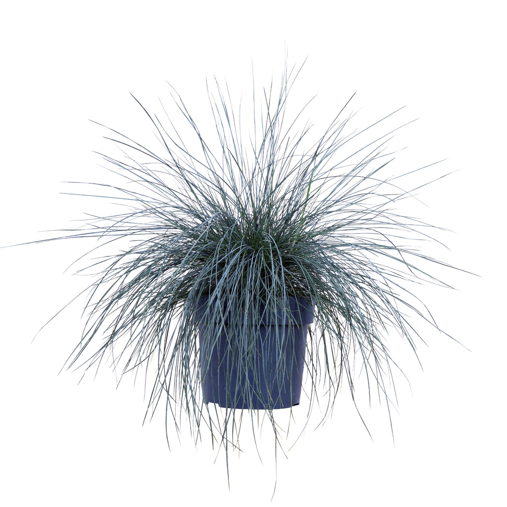 Festuca Glauca Azura Blue (Blauw Schapengras) kopen? | Billie | Plantsome
