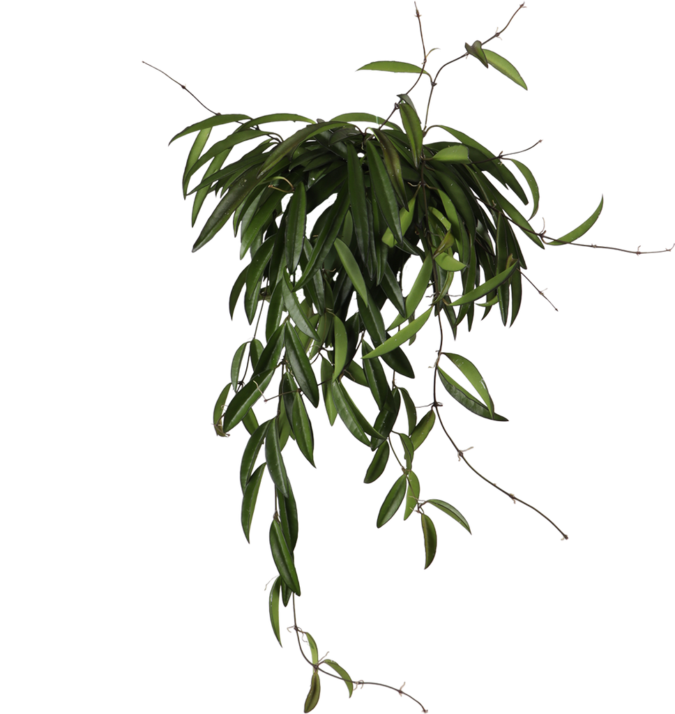 Hoya Wayetti (Wasbloem) kopen | Plantsome