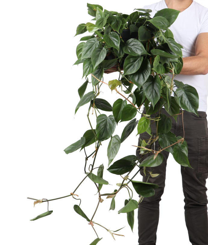Philodendron scandens kopen | Plantsome