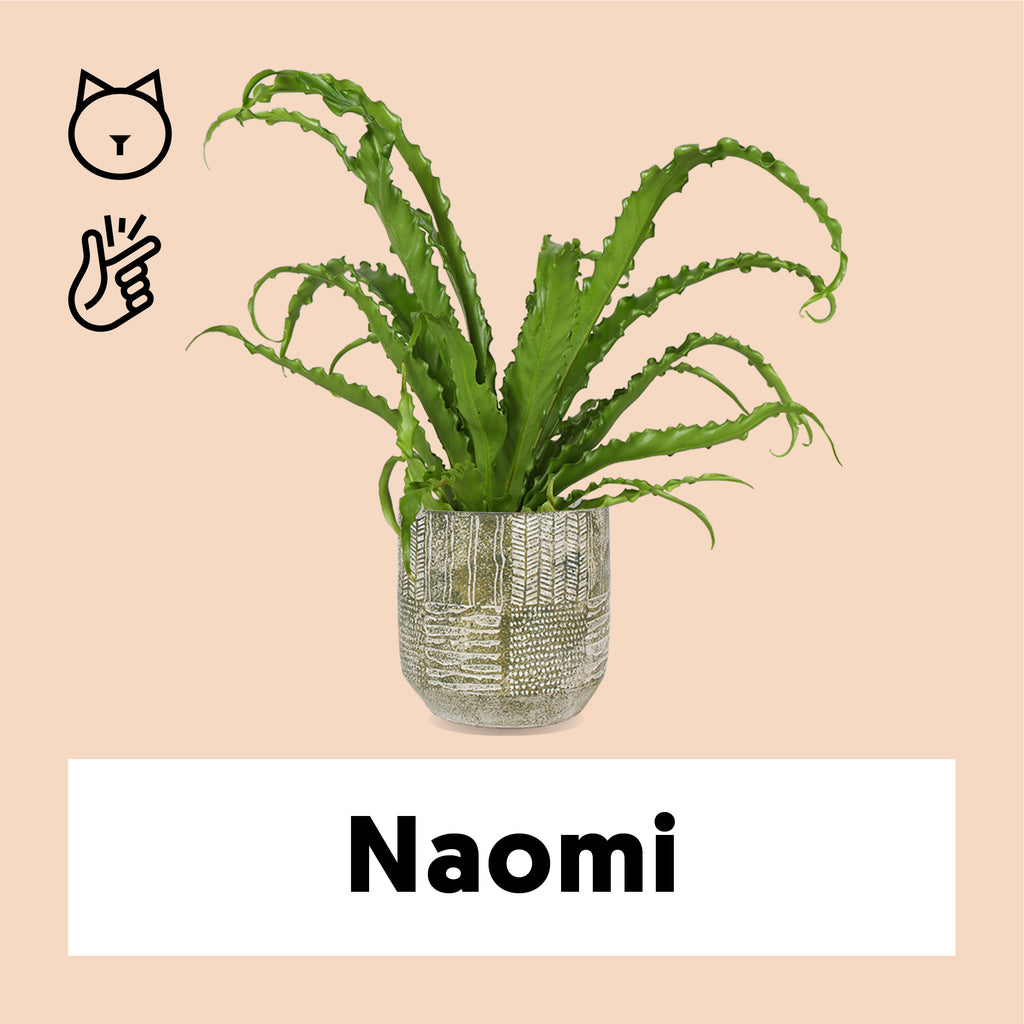 Asplenium Osaka (Nestvaren) kopen | Naomi | Plantsome