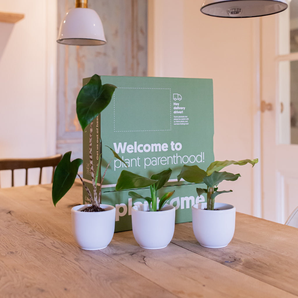 Plantenpakket “De Babyboomers” kopen | Plantsome
