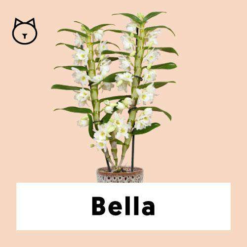 Dendrobium "pure white" (Bamboo orchidee) kopen? | Bella | Plantsome