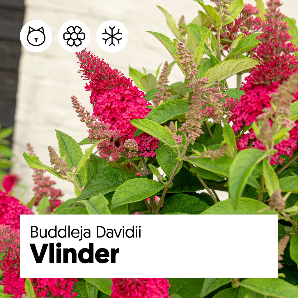 Buddleja Davidii "Little Ruby" (Vlinderstruik) kopen? | Vlinder | Plantsome
