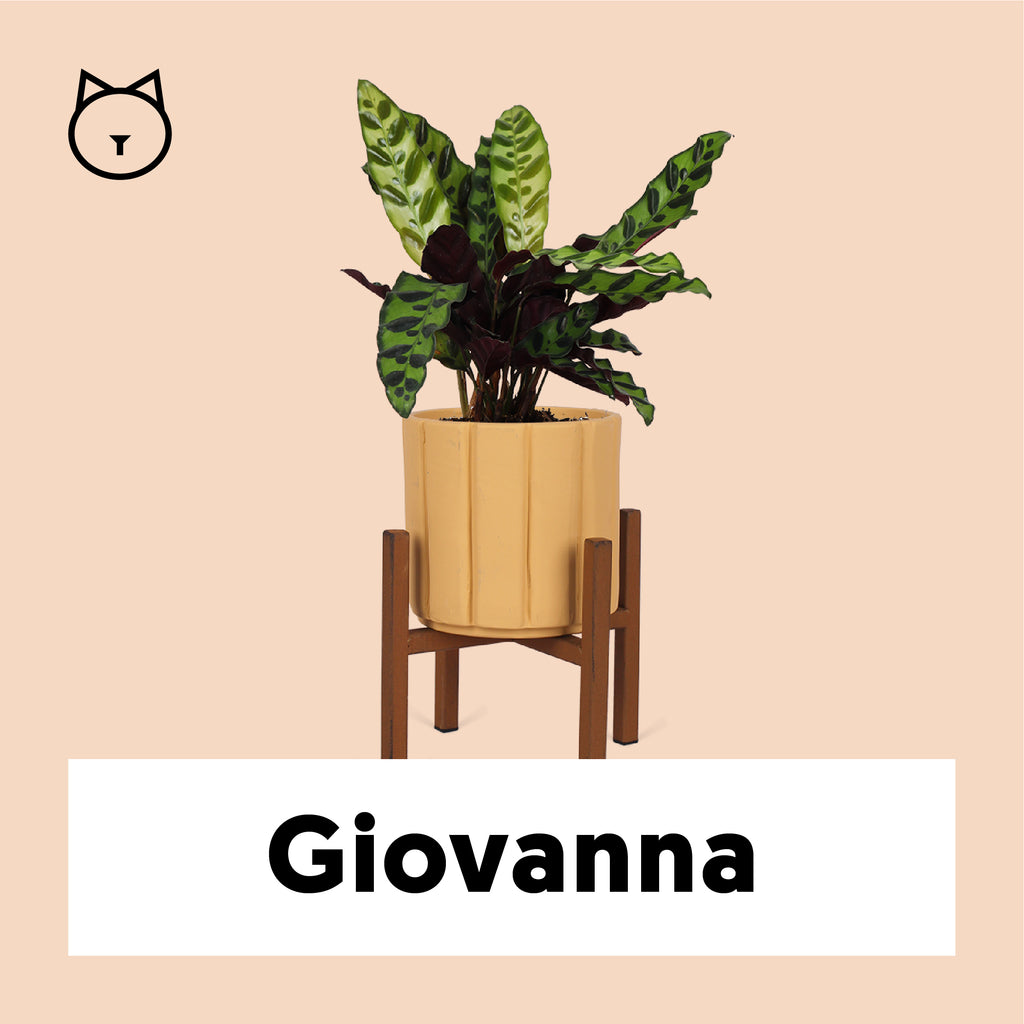 Calathea insignis / lancifolia (Pauwenplant) | Giovanna | Plantsome
