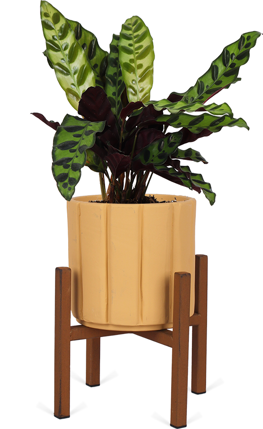 Calathea insignis / lancifolia (Pauwenplant) | Giovanna | Plantsome