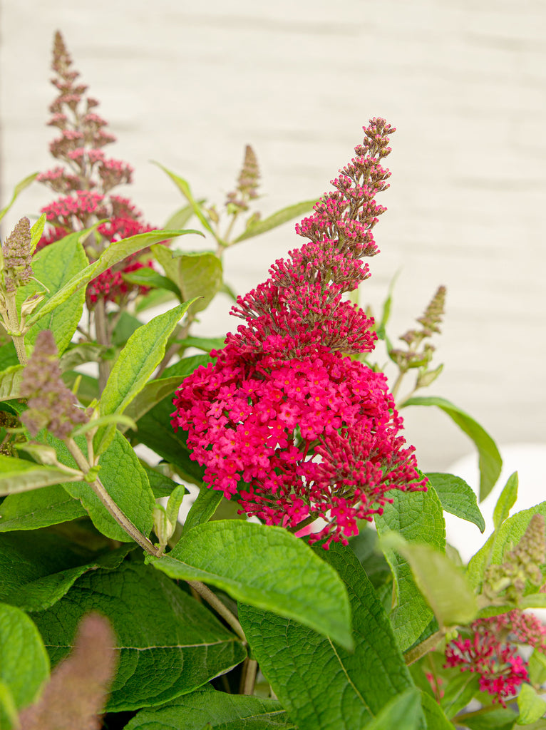 Buddleja Davidii "Little Ruby" (Vlinderstruik) kopen? | Vlinder | Plantsome