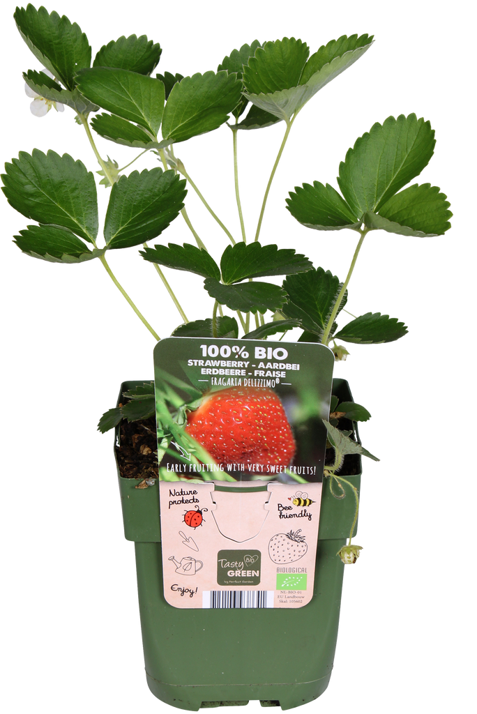 Tuinaardbei (Fragaria ananassa) BIO online kopen | Plantsome