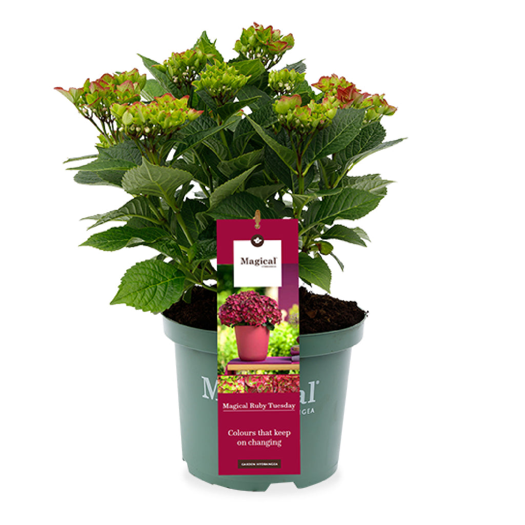Hydrangea Macrophylla "Magical Red" kopen? | Harold | Plantsome