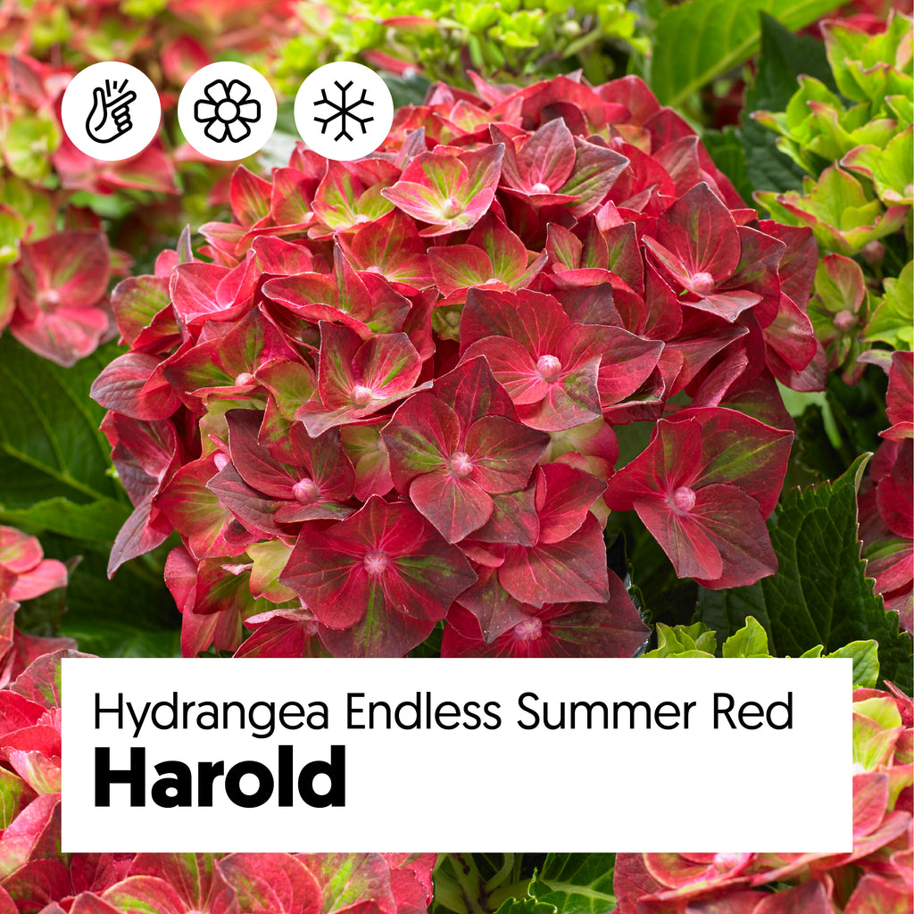 Hydrangea Macrophylla "Magical Red" kopen? | Harold | Plantsome