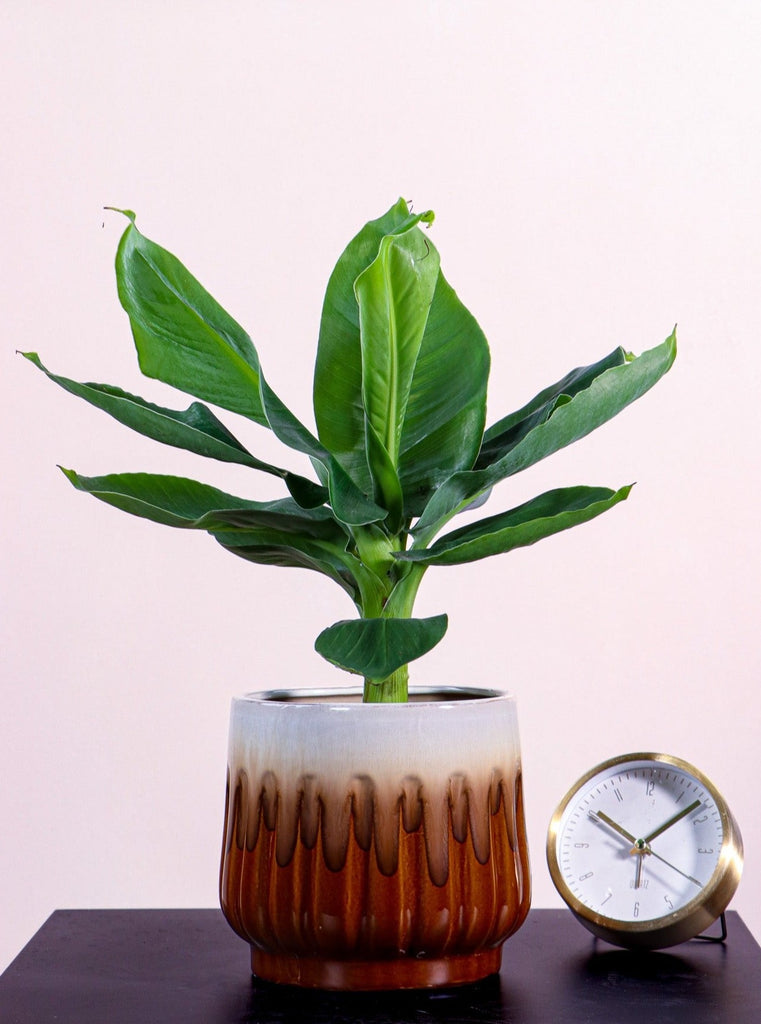 Musa dwarf cavendish (Bananenplant) | Plantsome