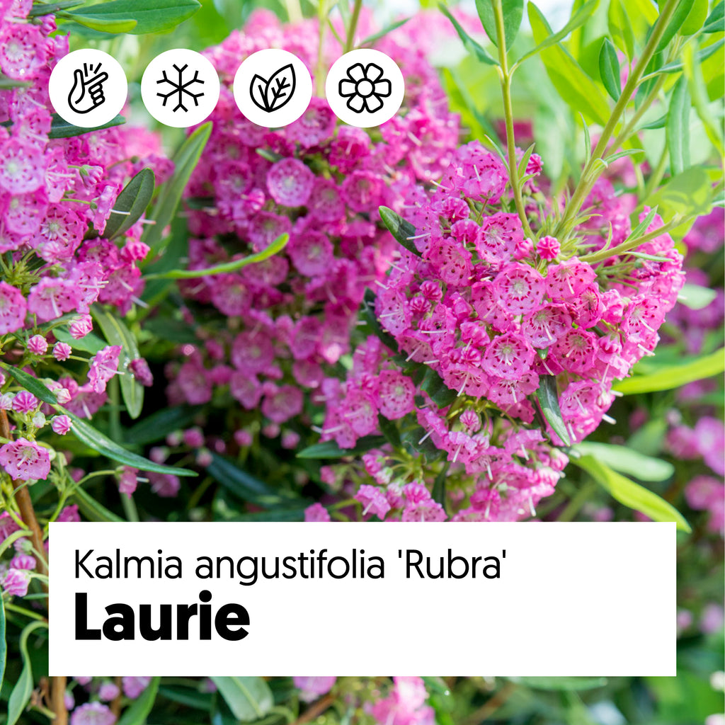 Kalmia Angustifolia Sheep Laurel, Kalmia Angustifolia In Flower In