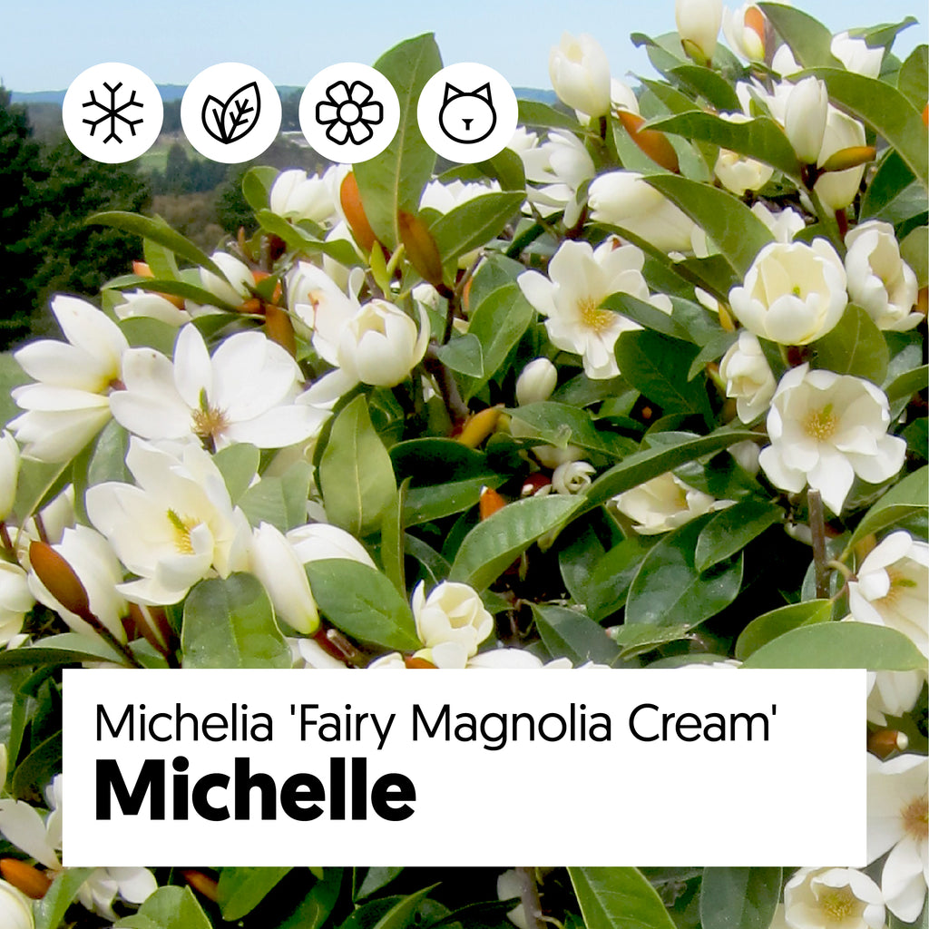 Magnolia (S) Michelia "fairy magnolia cream" – Plantsome
