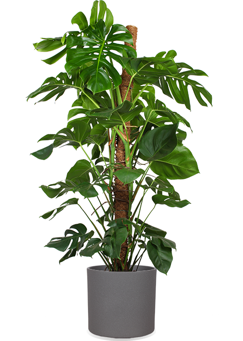 Monstera Pertusum (Gatenplant) kopen? | Alfredo | Plantsome