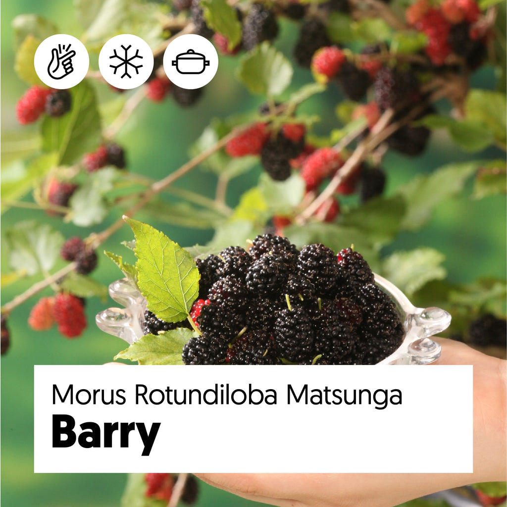 Morus "Mojo berry" (Dwergmoerbei) kopen? | Barry | Plantsome