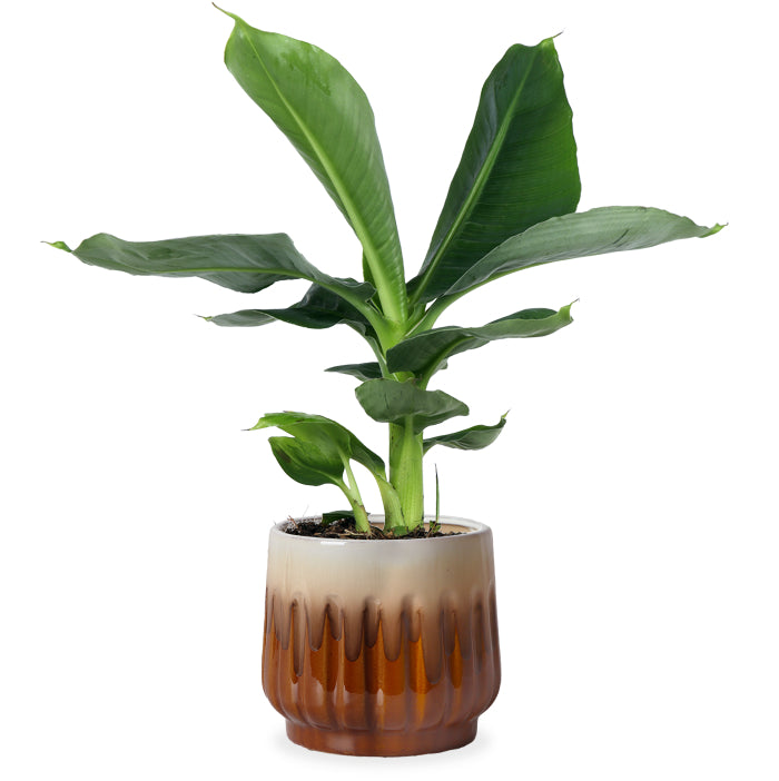 Musa dwarf cavendish (Bananenplant) | Plantsome