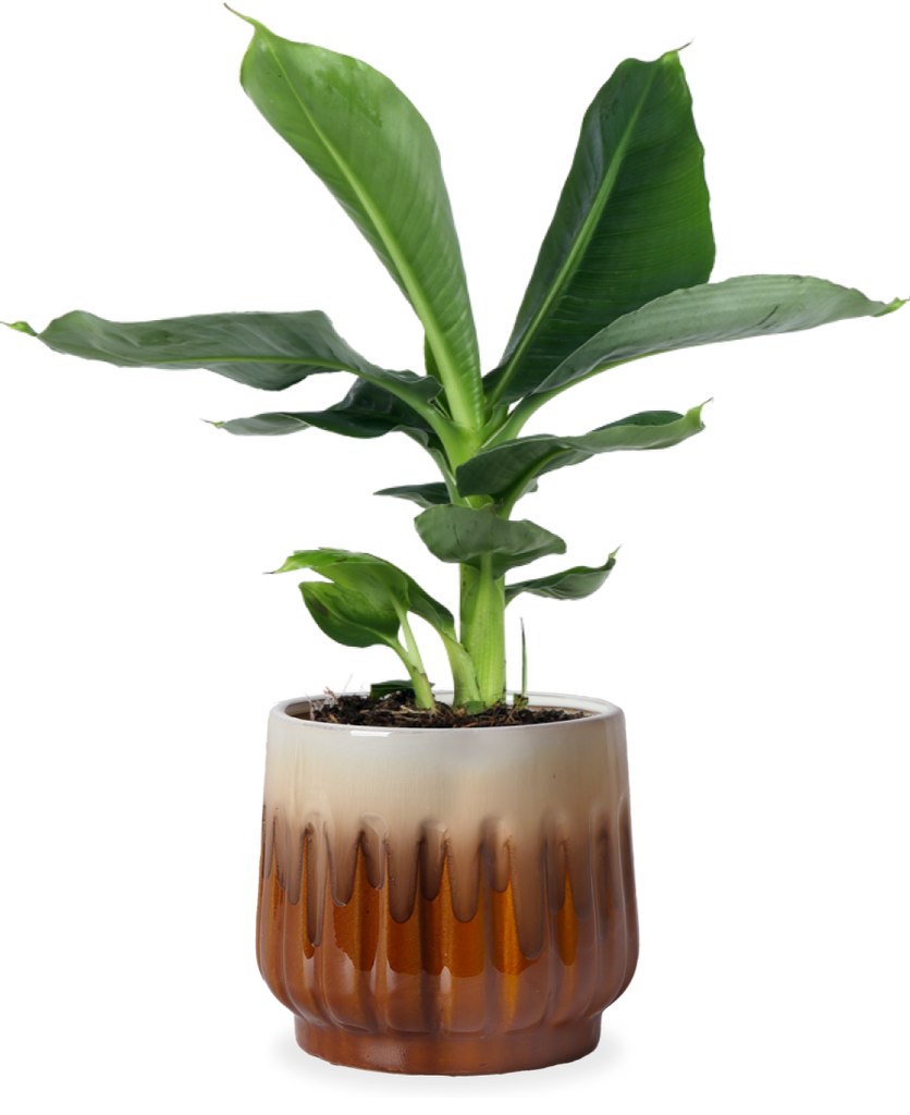 Musa dwarf cavendish (Bananenplant) | Plantsome