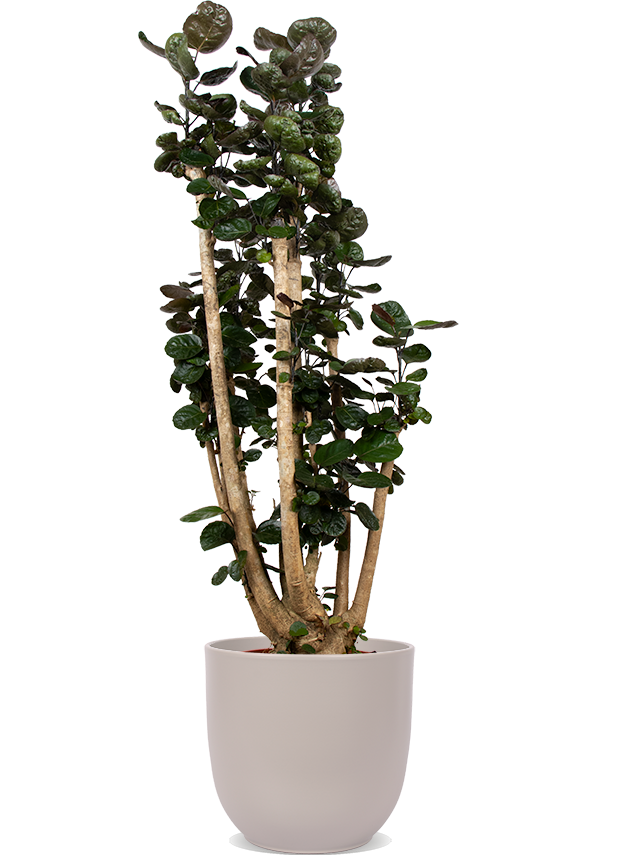 Polyscias Fabian (Aralia) kopen? | Fabian | Plantsome