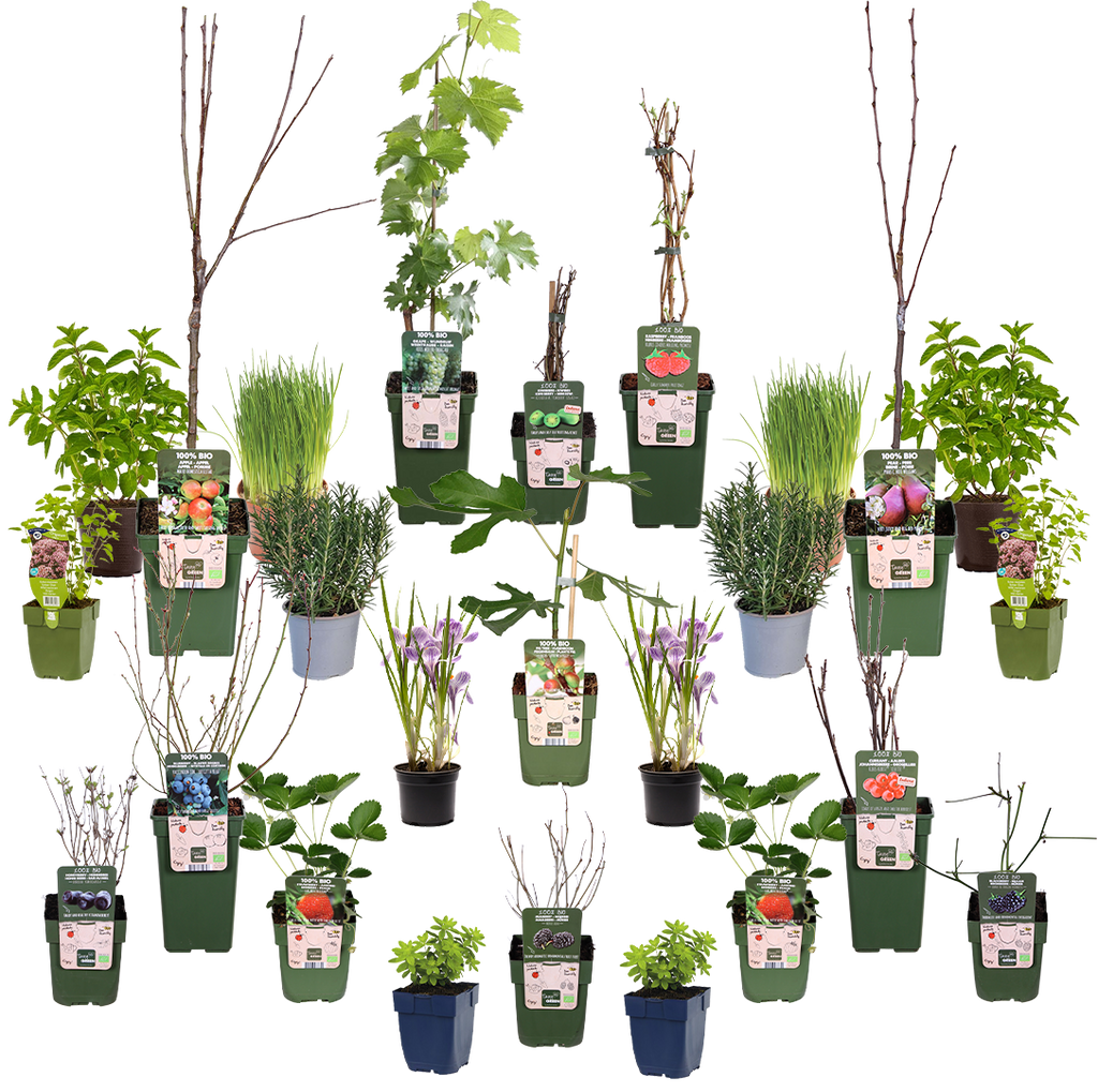Proeftuin (biologisch) (9m²) – Plantsome