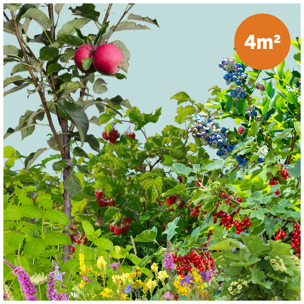 Proeftuin (biologisch) (4m²) – Plantsome