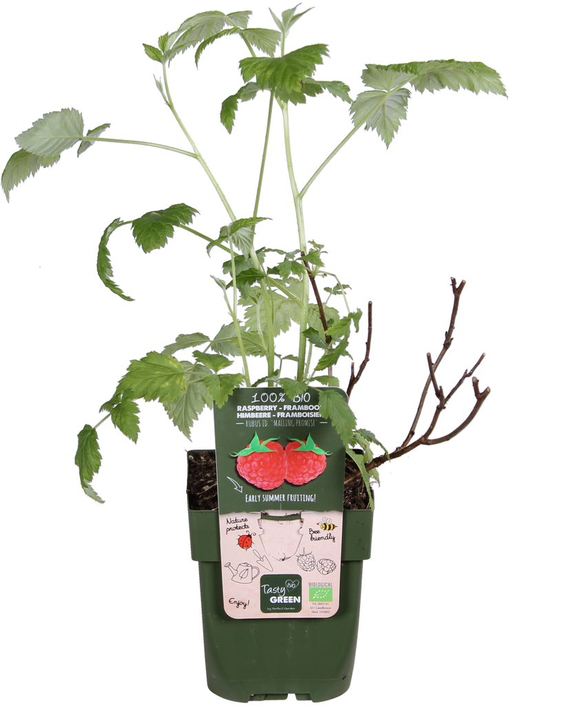 Rubus ideaus (Framboos) online kopen | Plantsome