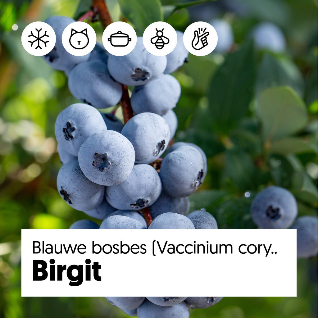 Vaccinium corymbosum (Blauwe bosbes) online kopen | Plantsome