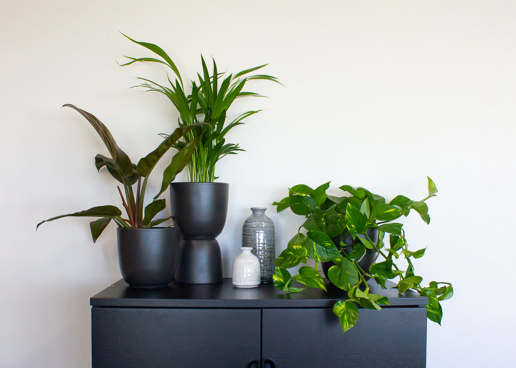 Gevarieerd kastplant – Plantsome